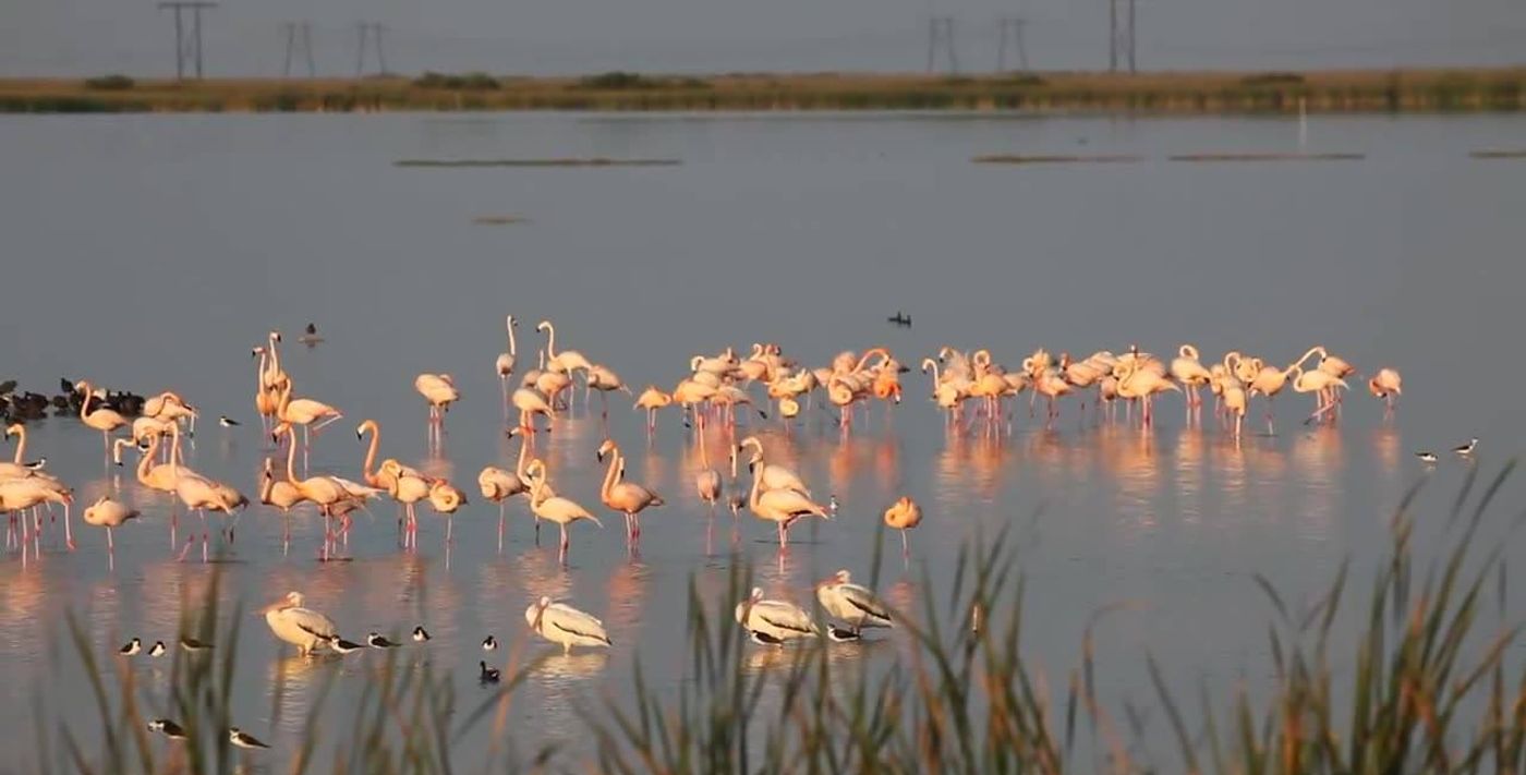 Iconic Pink Flamingos Are Coming Back and Standing Tall in Florida