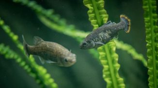 Mexican ‘Tequila Fish’ is Successfully Reintroduced Where it was Once ...