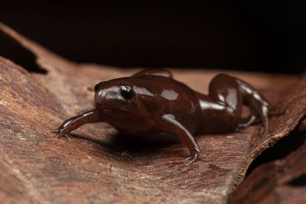 Tiny New Species of Chocolate Frog is Discovered After Scientists ...