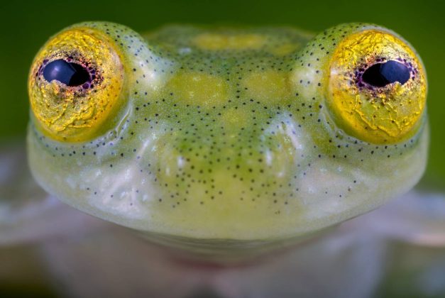 Newly-Identified Species of Transparent ‘Glass’ Frogs Unveiled in ...