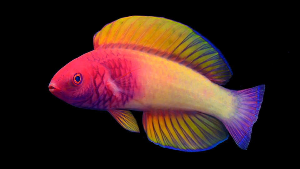 Mesmerizing Rose-Veiled Fairy Wrasse is New to Science – And Named for ...