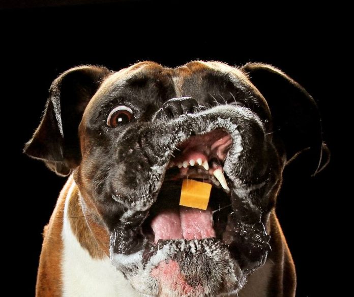 Photographer Takes Hilarious Pictures of Dogs Catching Cheese to Raise ...