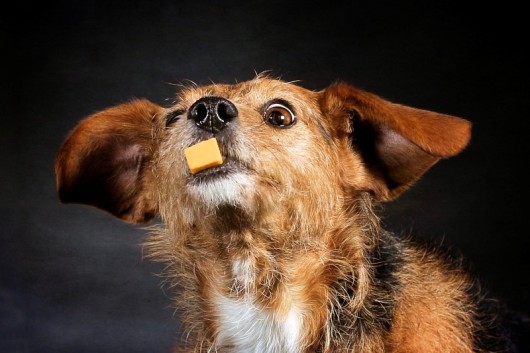 Photographer Takes Hilarious Pictures of Dogs Catching Cheese to Raise ...