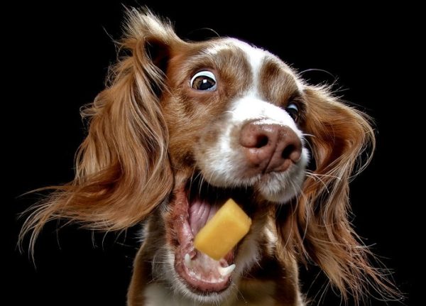 Photographer Takes Hilarious Pictures of Dogs Catching Cheese to Raise ...