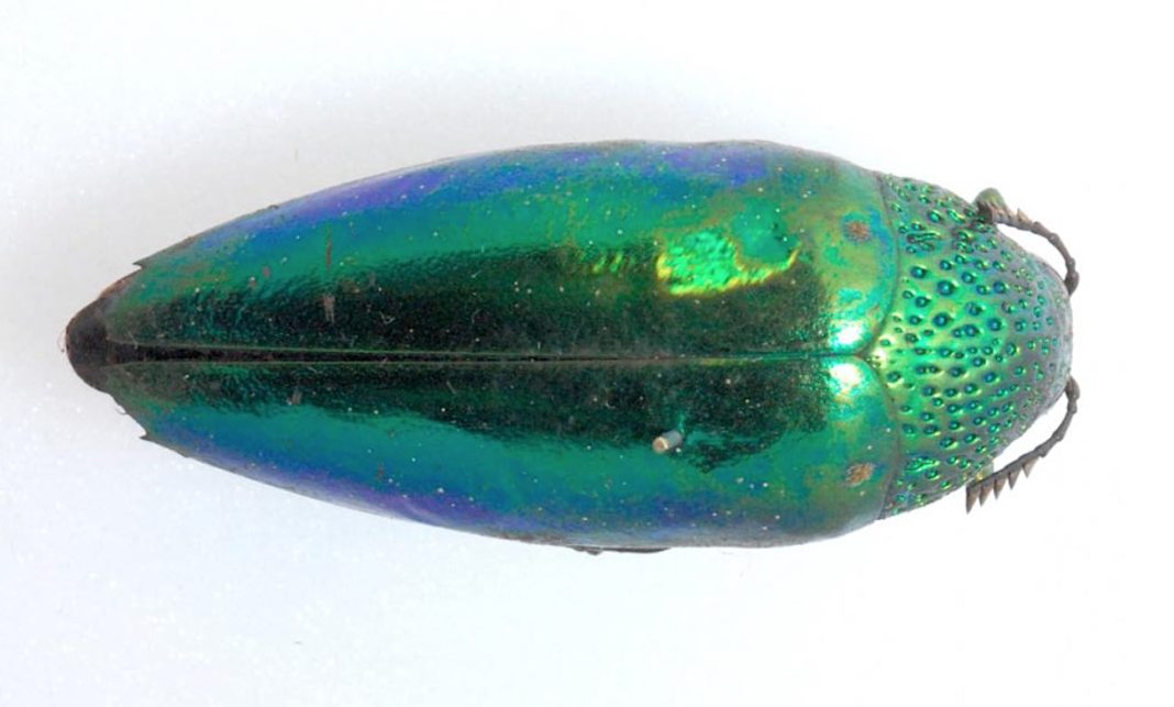 Study of Iridescent Animals Reveals Surprising Purpose Beyond ...