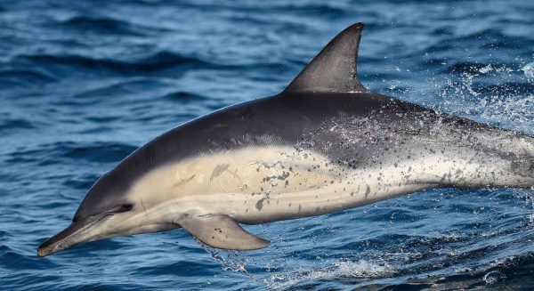 Friendship Between Species: First-Time Report of Wild Dolphin Changing ...