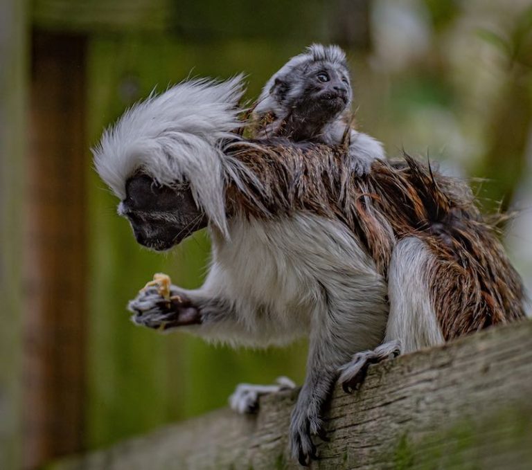Adorable Cotton-top Tamarin Babies Born, Bolstering One of Most ...
