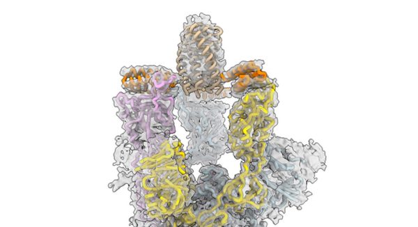 New Nasal Spray That Could Protect People From All COVID Variants to ...