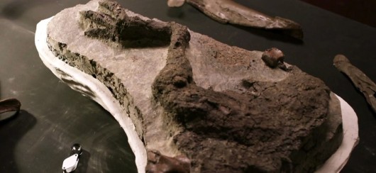 ‘Impossible Fossil’ Preserves the Exact Moment the Dinosaurs Died: ‘It ...