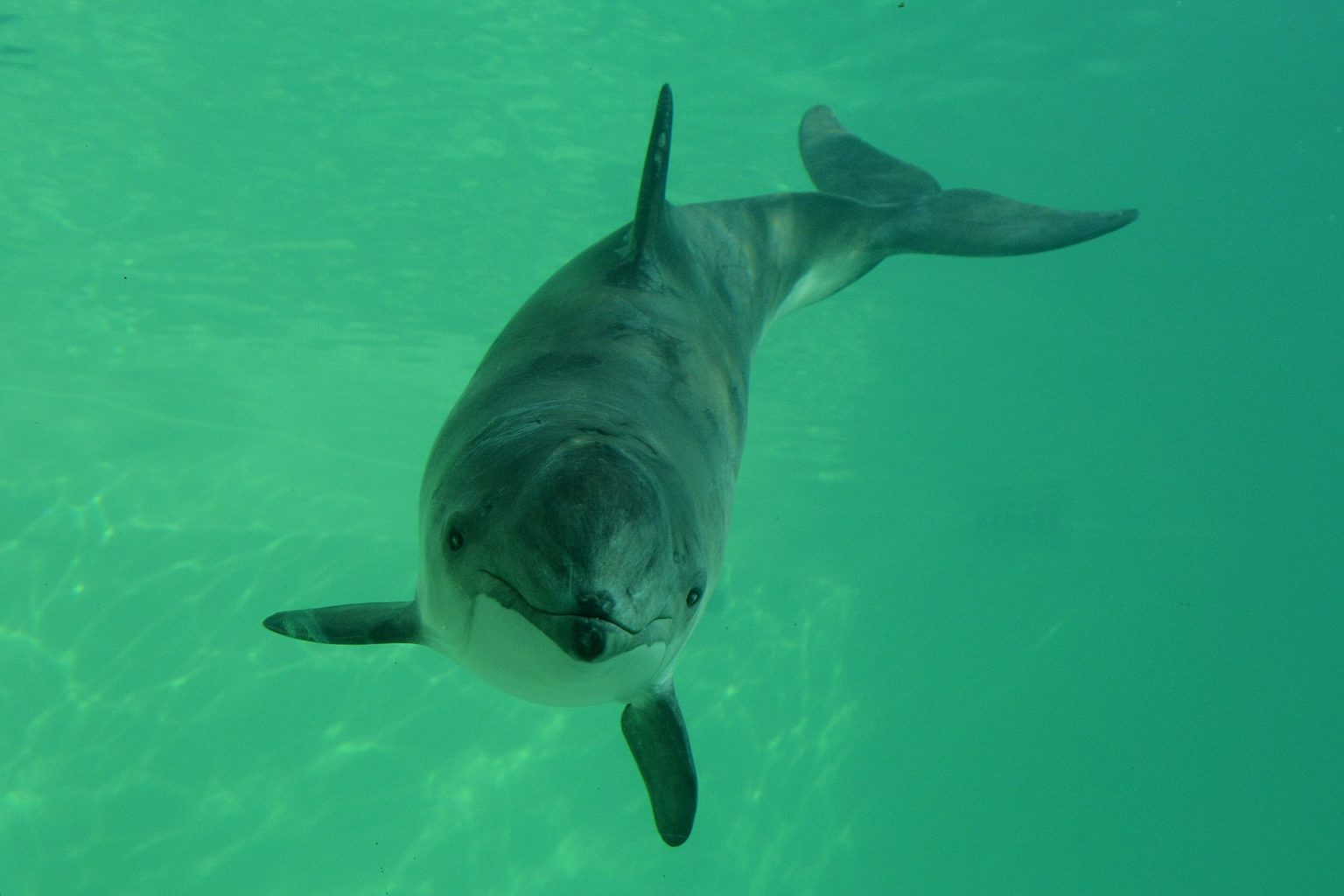 Friendship Between Species: First-Time Report of Wild Dolphin Changing ...