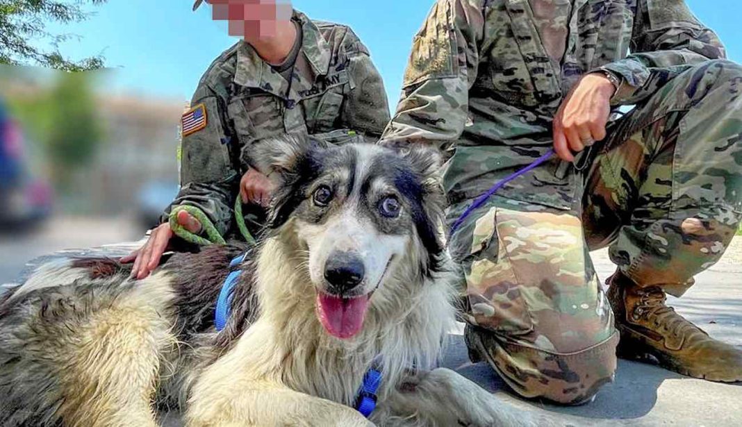 Homeless Dog That Comforted Troops is Being Transported to America to ...