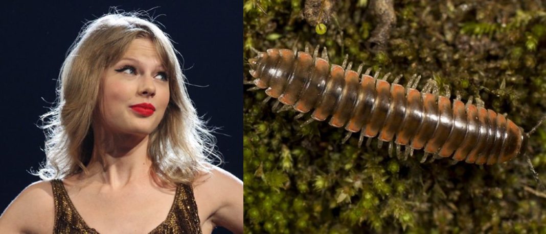 Millipede Species Named After Taylor Swift by Scientist Superfan: 'Her ...