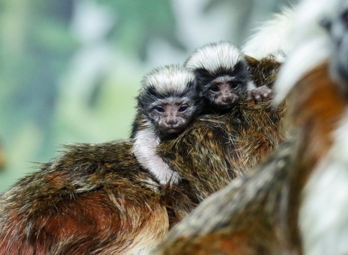 Adorable Cotton-top Tamarin Babies Born, Bolstering One of Most ...