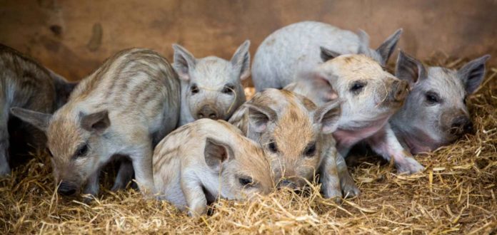 Extremely Rare Pigs That Can Fight Off Bears Saved From Extinction by ...