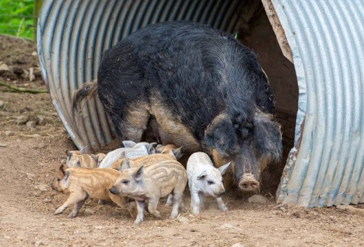 Extremely Rare Pigs That Can Fight Off Bears Saved From Extinction by ...