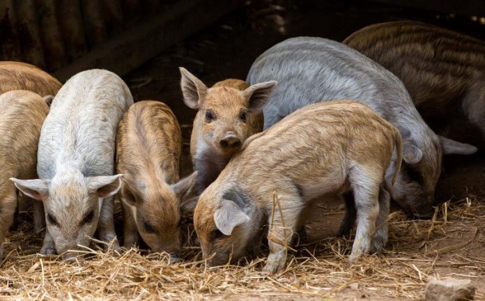 Extremely Rare Pigs That Can Fight Off Bears Saved From Extinction by ...