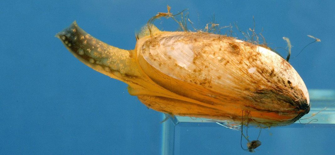 Designer Turns Mussel Shells That Once Clogged London’s Water Pipes ...