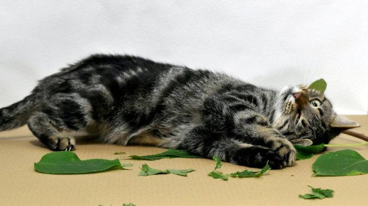 Give Your Feline Some Catnip – Getting Hooked on it Has Benefits