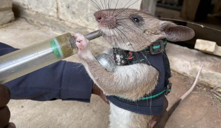 Rats Trained to Carry Tiny Backpacks Into Earthquake Zones – So Rescue ...