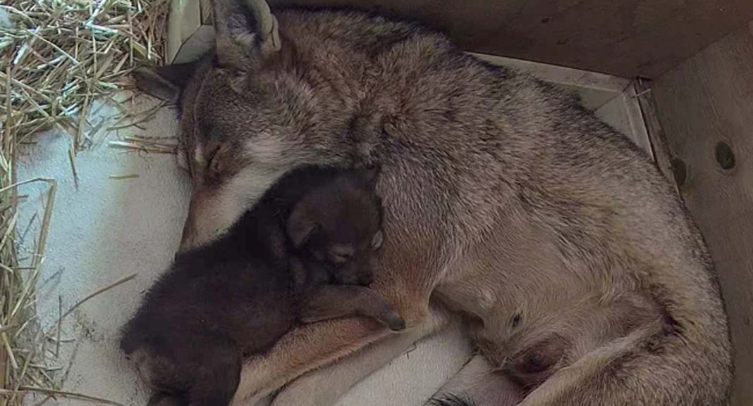Birth For World's Critically Endangered Red Wolf Brings Rising ...