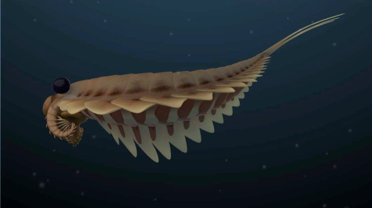 World's Oldest Brain Has Been Found in Remains of a 3-Eyed Giant Prawn ...