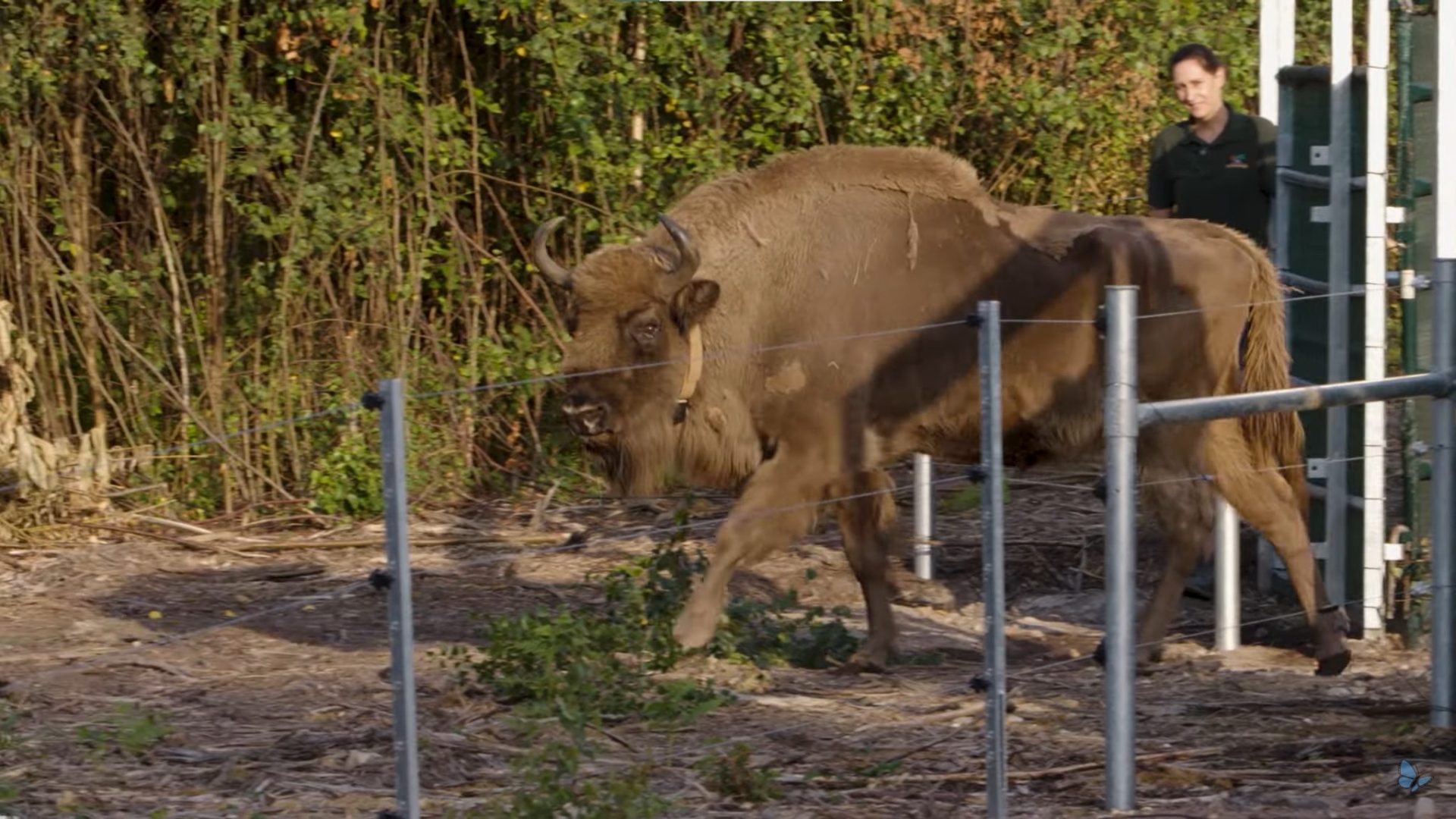 Wild Bison Return to UK After Thousands of Years – And Are Ready to ...