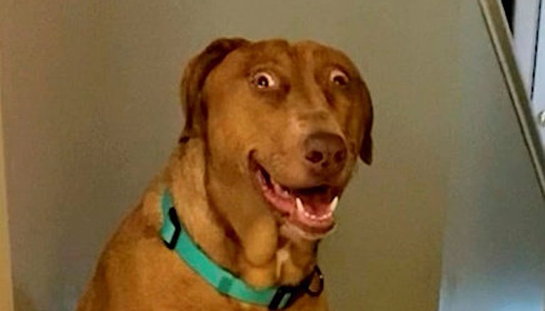 Sweet Dog Was Born With a Defect That Makes Her Look Permanently Surprised