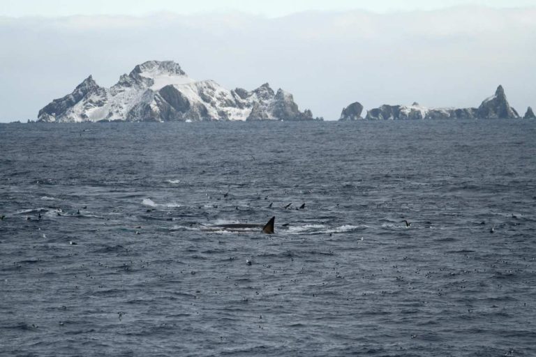 Fin Whales Are Feeding In Huge Numbers in Antarctica for First Time in ...