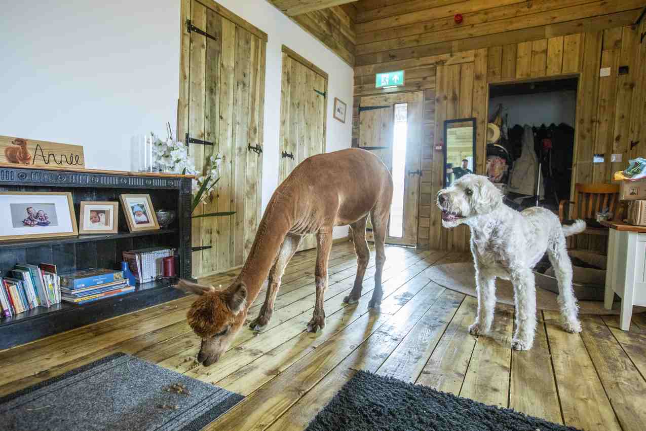 Meet the Alpaca Who Thinks She's a Dog and Rides in a Car Bought ...