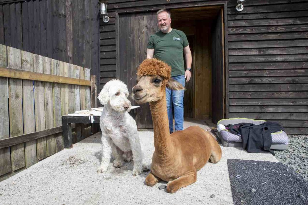 Meet the Alpaca Who Thinks She's a Dog and Rides in a Car Bought ...