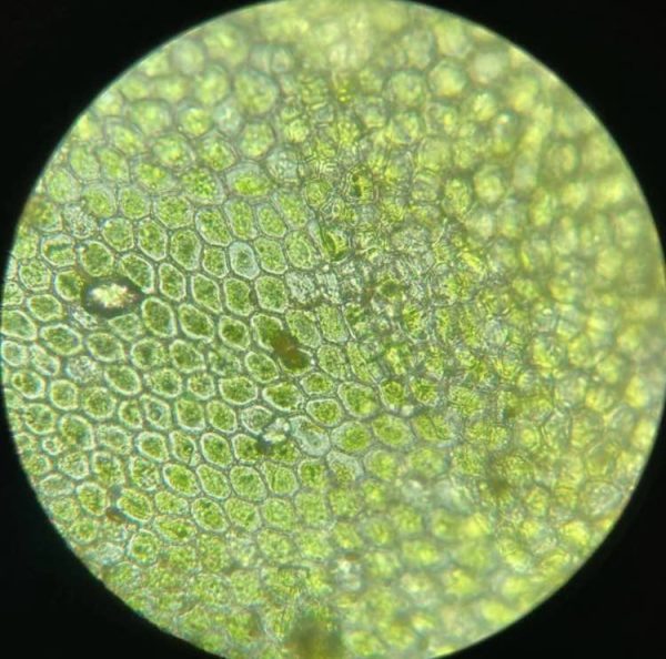 Revolutionary Filter Uses Moss to Capture Pollutants And Microplastics ...