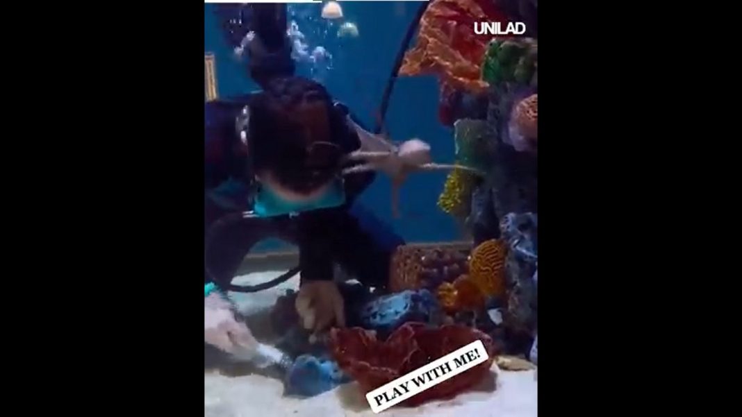 Watch Little Octopus Demand Endless Attention From Aquarium Worker Who ...