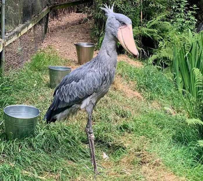 Rare ‘Dinosaur Bird’ Patiently Awaits a Lifelong Mate to Populate the ...