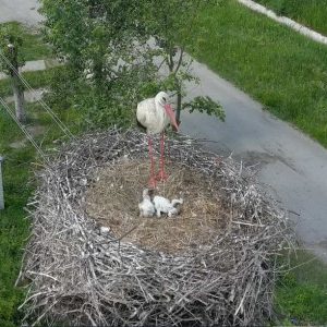 Ukraine Photo of Nesting Storks Returned Home Becomes a Symbol of Hope ...