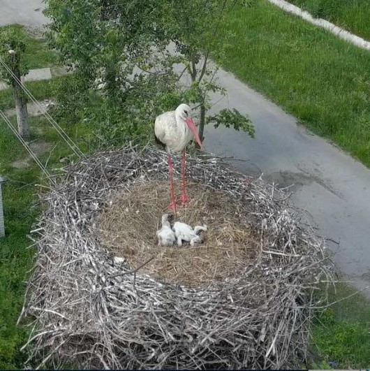 Ukraine Photo of Nesting Storks Returned Home Becomes a Symbol of Hope ...