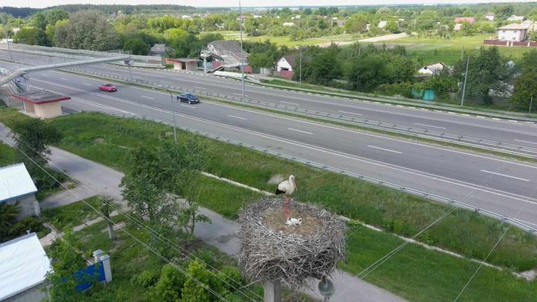 Ukraine Photo of Nesting Storks Returned Home Becomes a Symbol of Hope ...