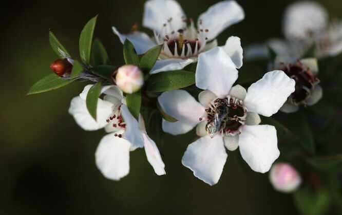 Manuka Honey Reduces Breast Cancer Cell Growth by 84% in Human Cells ...