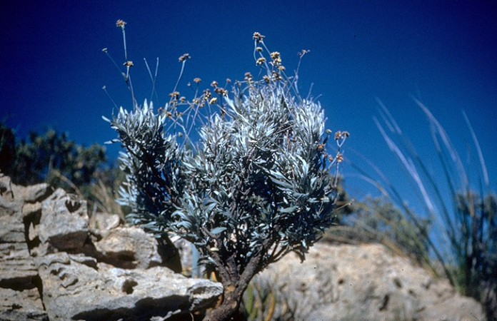 Bridgestone Tire Gets Rubber from Desert Guayule Plant Which Doesn’t ...