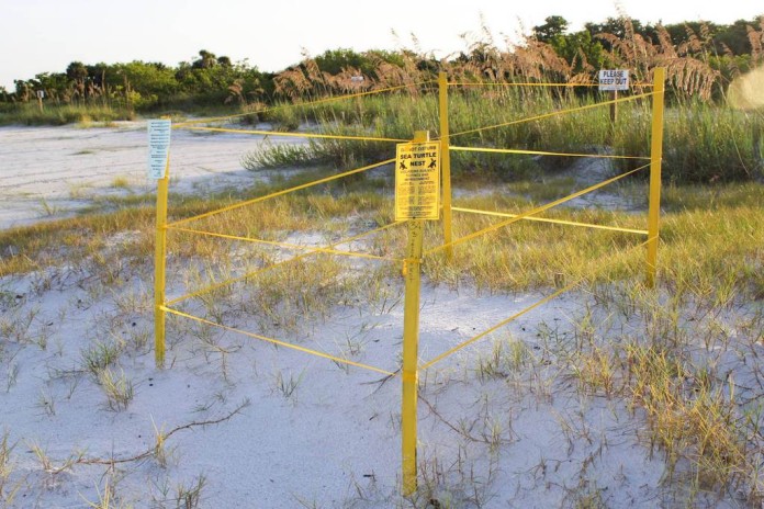 Sea Turtle Boom Astonished Volunteers in Florida With Best Nesting ...