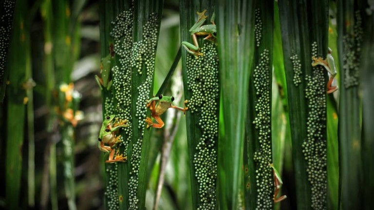 Magnificent Picture of Ape Cuddling Another Species is Finalist in ...