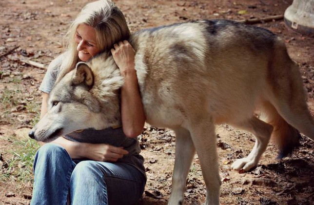 Wolves Likely Were Already Man's Best Friend Before Dogs, Reveals New Study