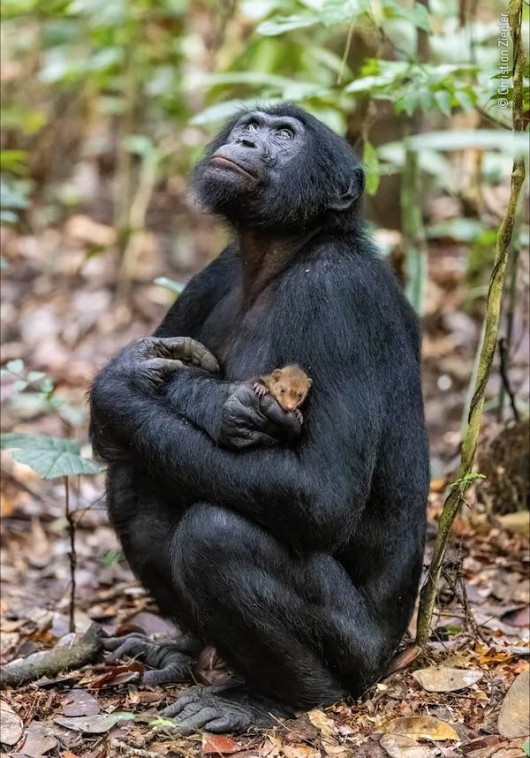 Magnificent Picture of Ape Cuddling Another Species is Finalist in ...