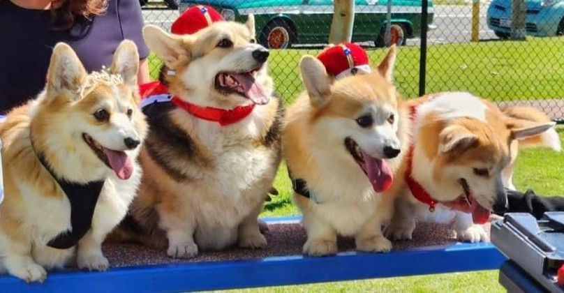 Corgis Dressed in Royal Attire Gather in Australia to Honor the Late ...