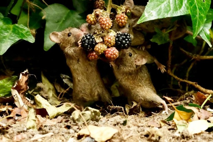 Mice Families Move into Dream Village Built By Gardener–And Are Hand ...