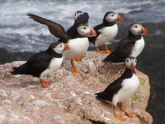 Audubon Society Enjoys Huge "Tern-Around" in the Puffin and Tern ...