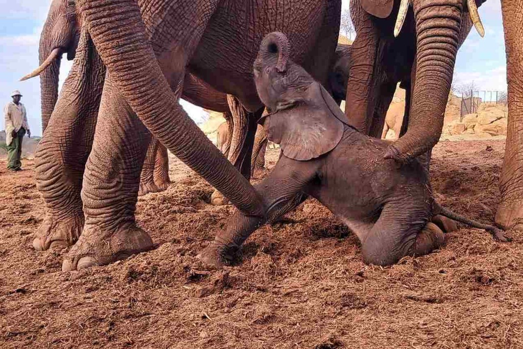 Adult Elephants React to Birth in the Herd Just Moments After Adorable ...