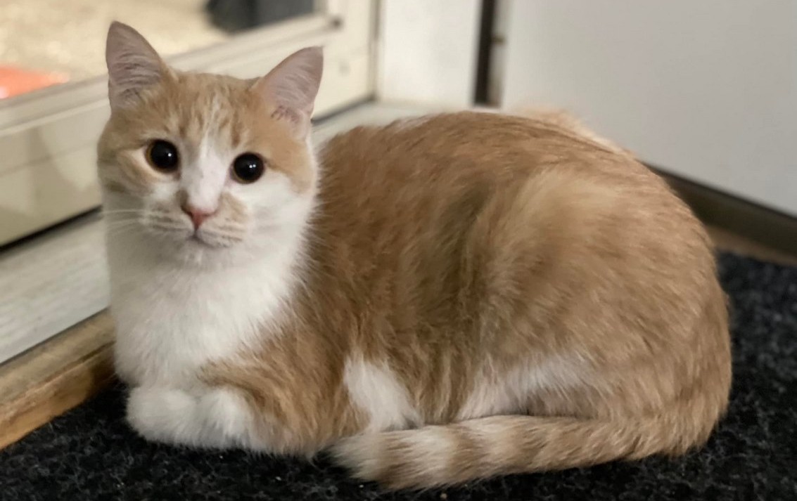 How a Tiny Injured Kitten Kickstarted an Entire Sustainability ...