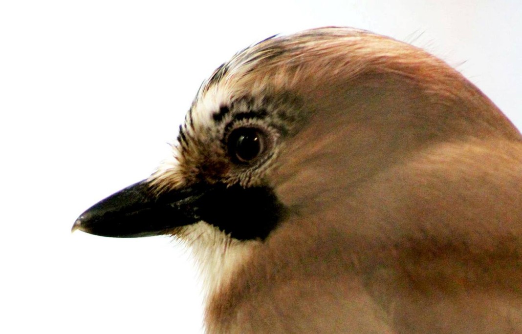 Birds Have Self Control Just Like Humans–And Some Have a Lot of It