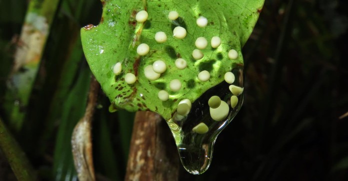 He Finally Located Source of Mysterious Sound–A New Frog Species Named ...