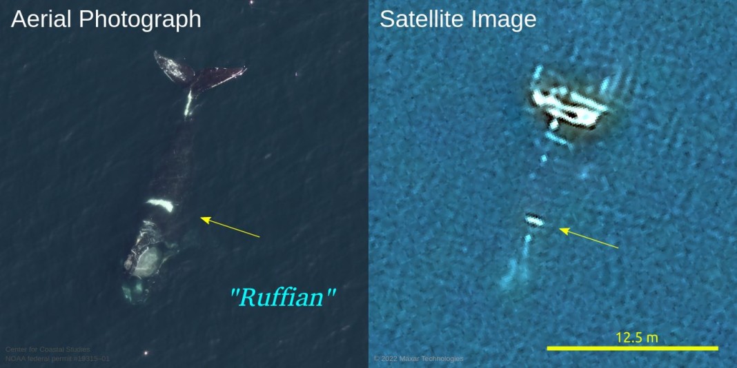 Satellites Powerful Enough to Identify Individual Whales From Markings ...